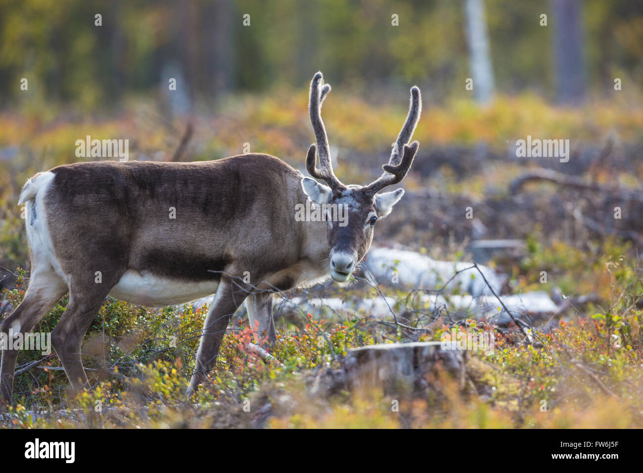Reindeer looking in to the camera, standing in blue berry bushes in ...