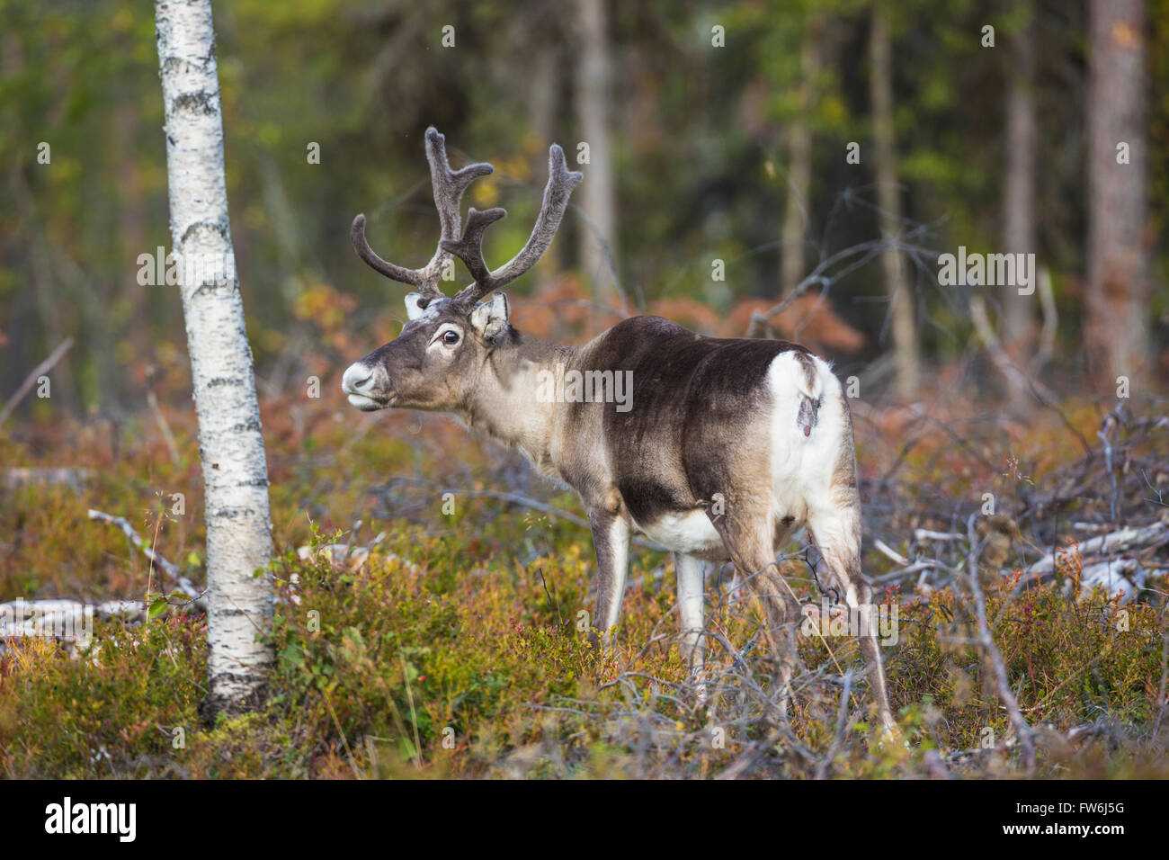 Reindeer looking at camera hi-res stock photography and images - Alamy