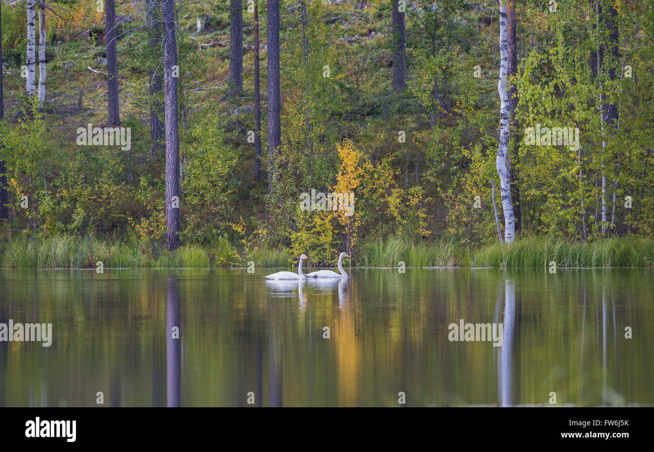Two Whooper swans, Cygnus cygnus, swimming in a lake and the forest ...