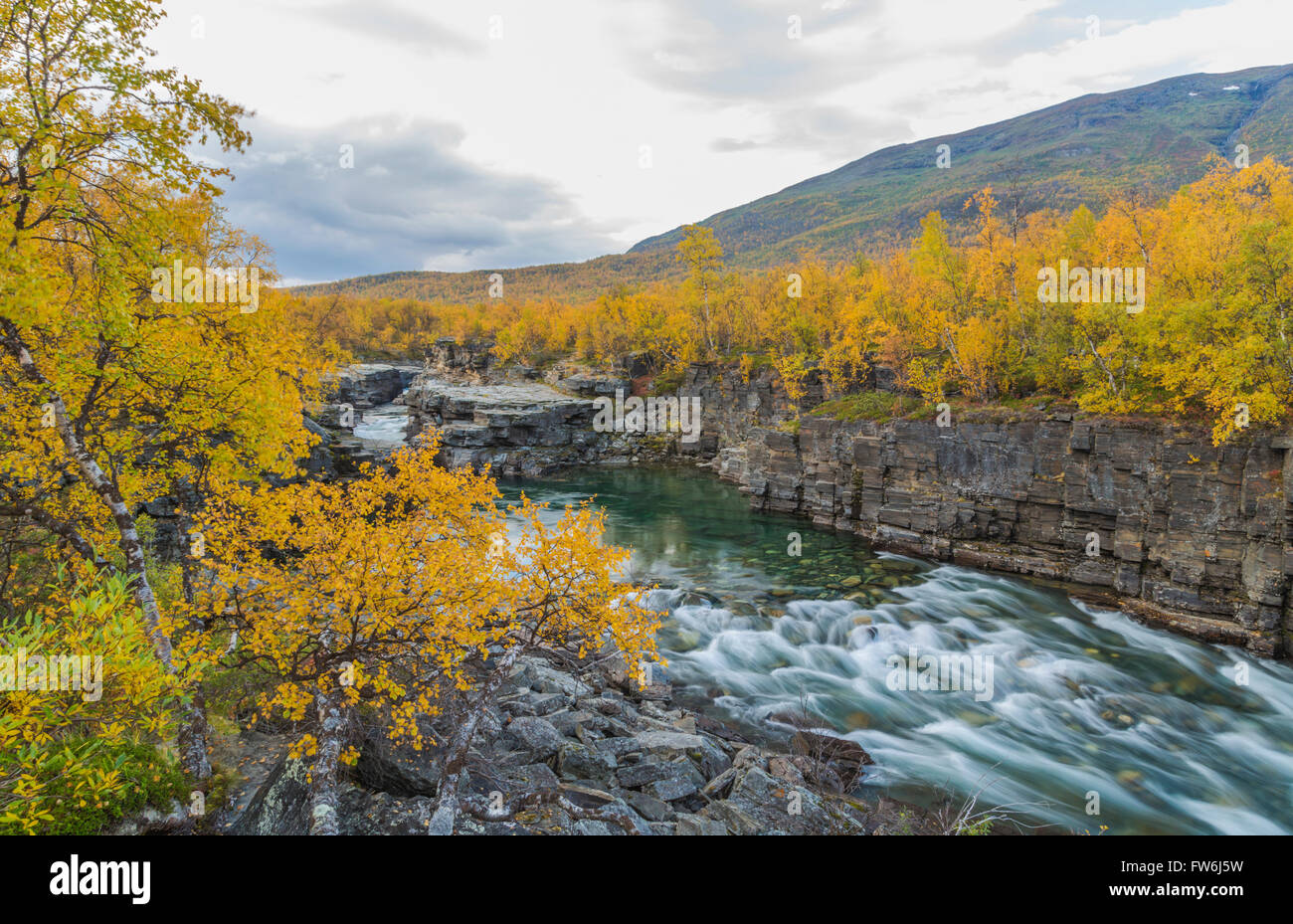 Abisko jokk in autumn season with yellow birch trees and smoth clear ...