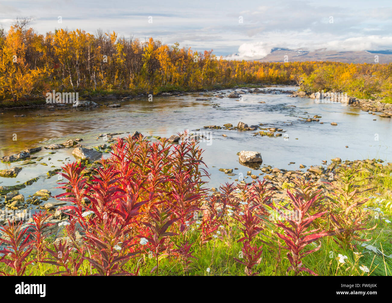 Fireweed in red autumn colors at a creek with birch trees in autumn ...