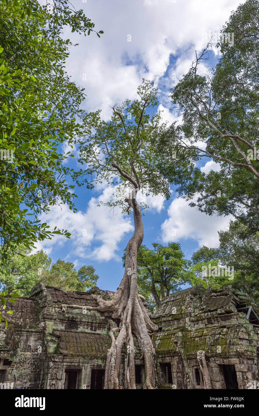 Back of Ta Prohm's main entrance showing spung tree growing over temple ...