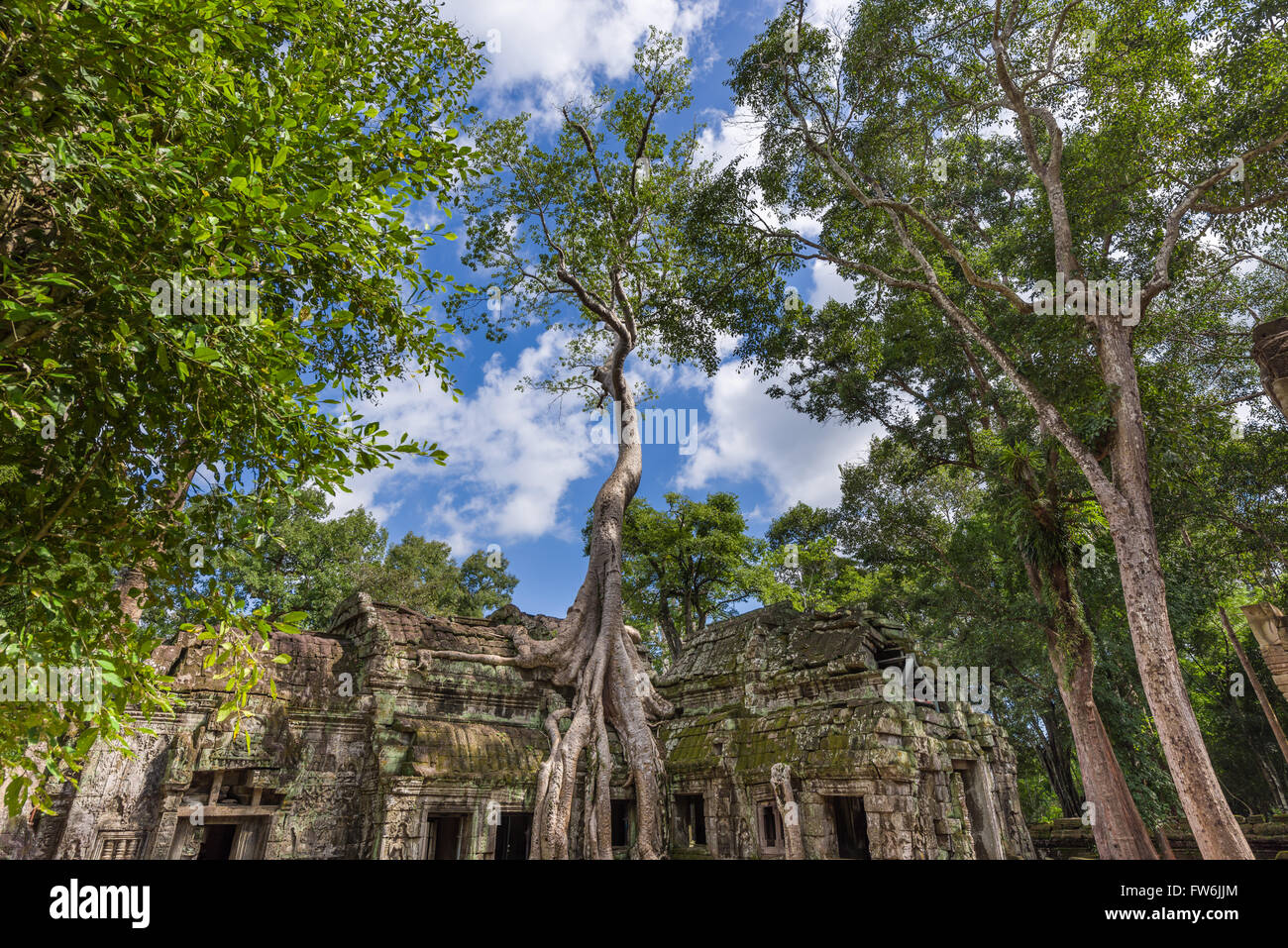 Huge tree growing over ancient temple ruins surrounded by wilderness ...
