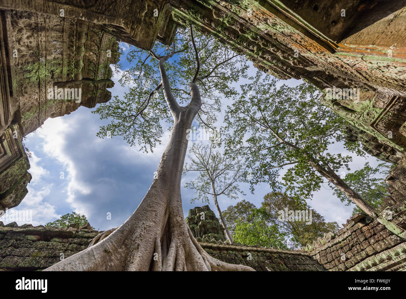 Majestic tree growing over ancient architecture ruins Stock Photo - Alamy