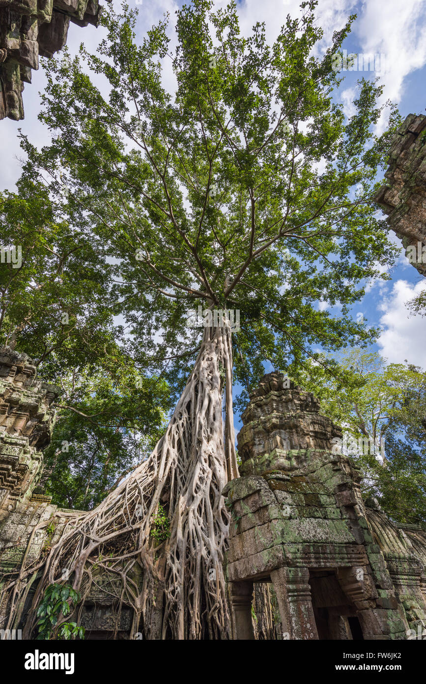 Majestic tree growing over ancient architecture ruins Stock Photo - Alamy