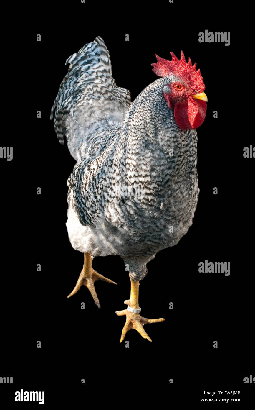 German sperber hi-res stock photography and images - Alamy