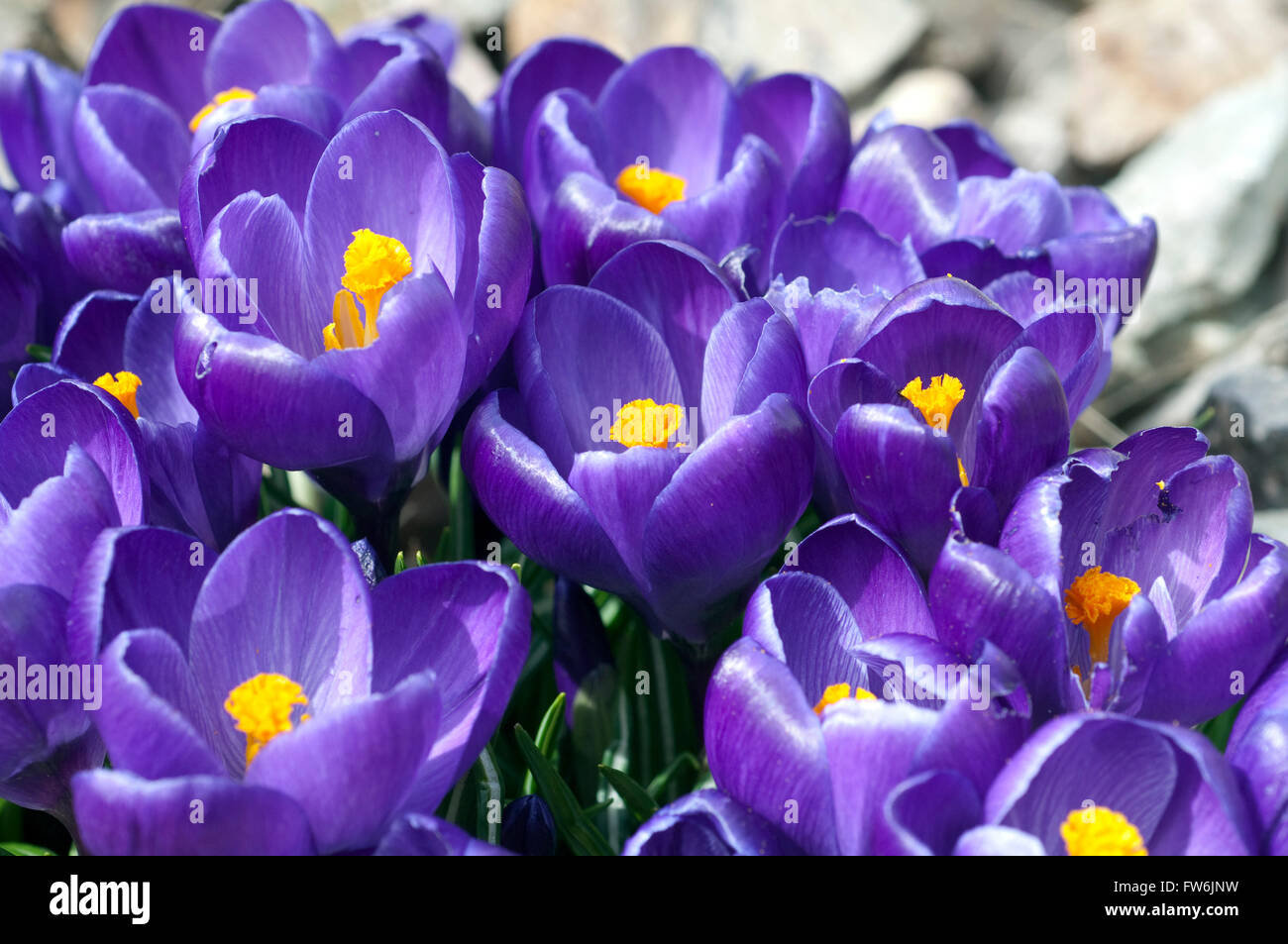 Gartenkrokus hi-res stock photography and images - Alamy