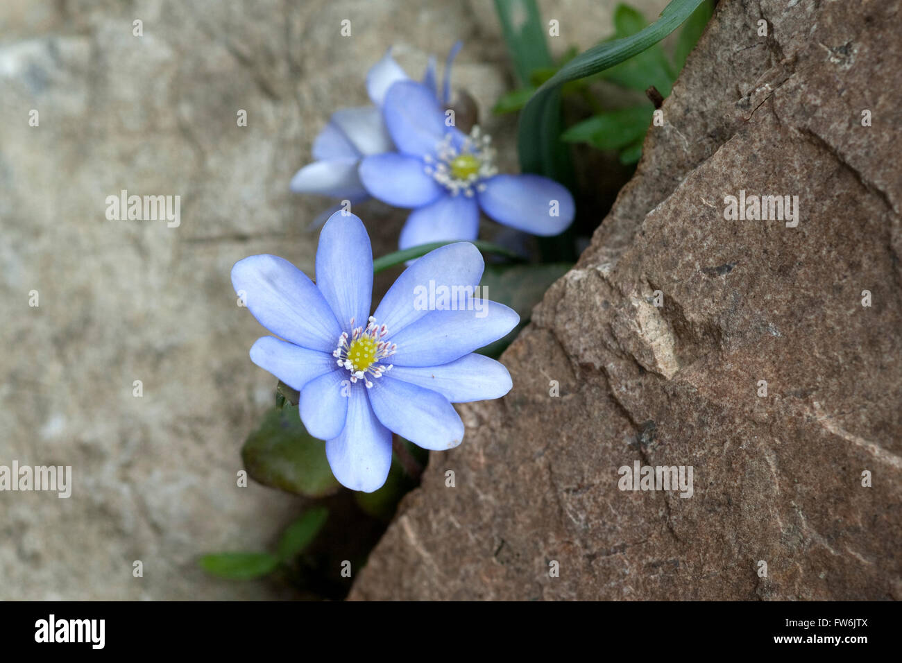 Leberblume hi-res stock photography and images - Alamy