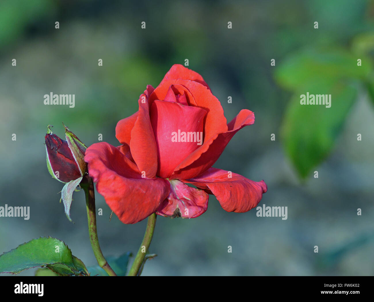 Bright red rose Stock Photo - Alamy