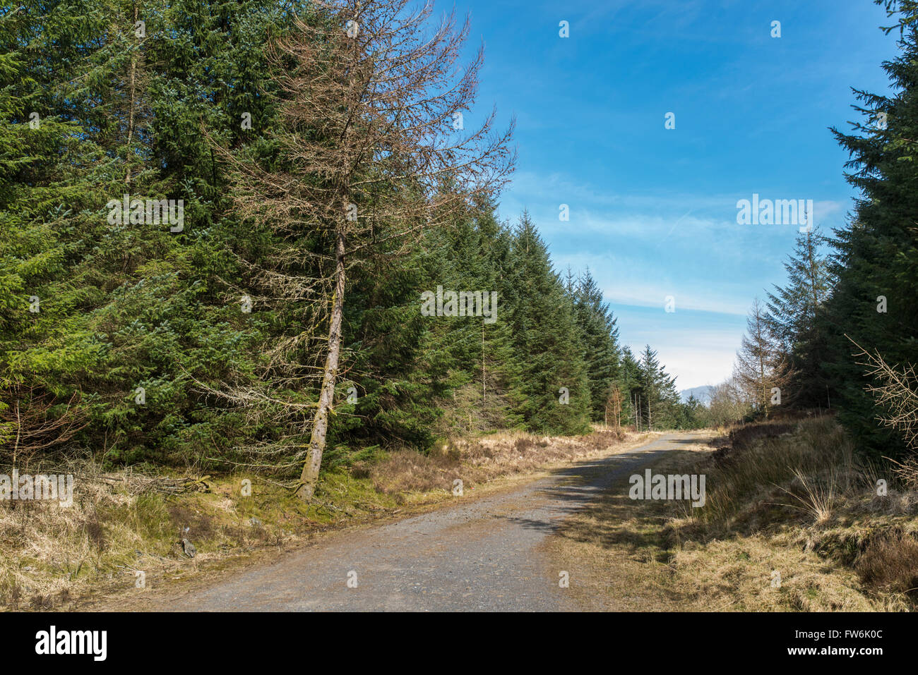 A p[ath through the pine forest at Panwen Garreg-wen Stock Photo - Alamy