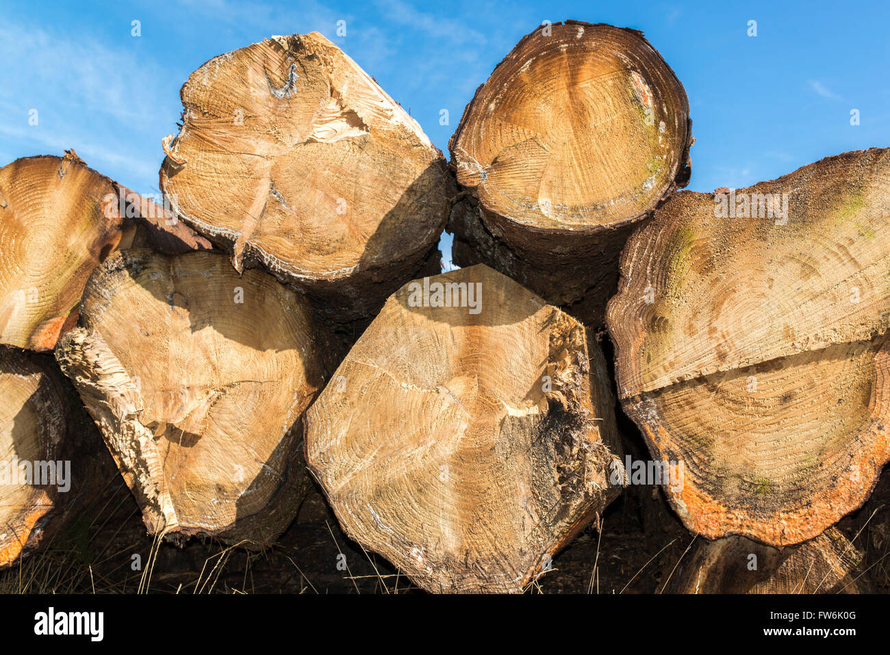 Cut down tree trunks stacked together Stock Photo - Alamy