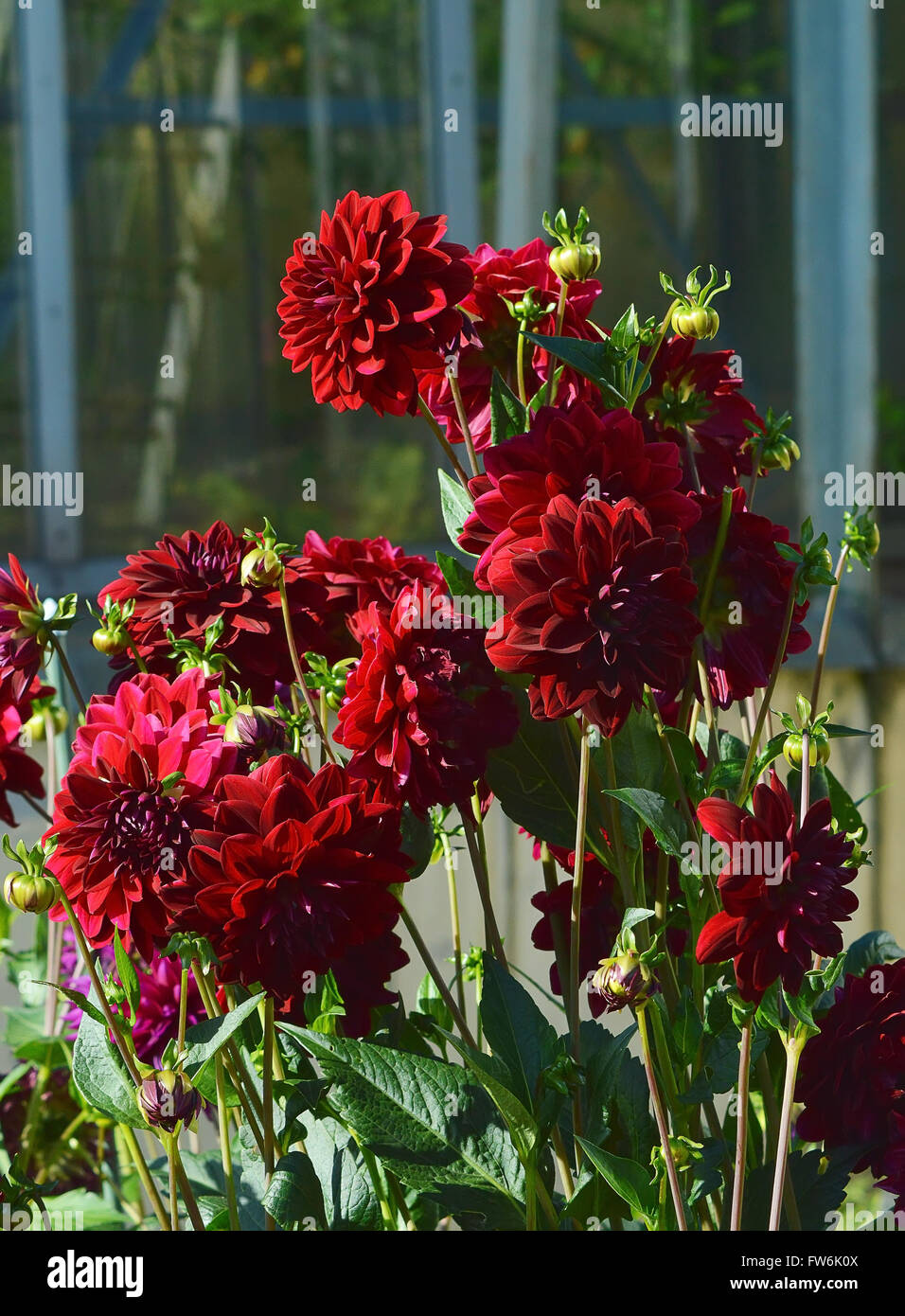 Bright red dahlia in the garden Stock Photo - Alamy