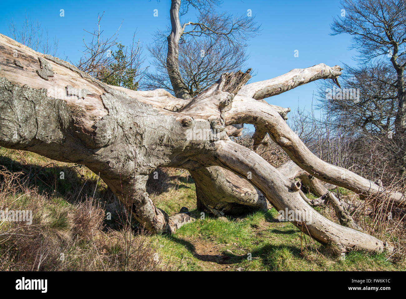 A fallen tree blocks a mountain path Stock Photo - Alamy