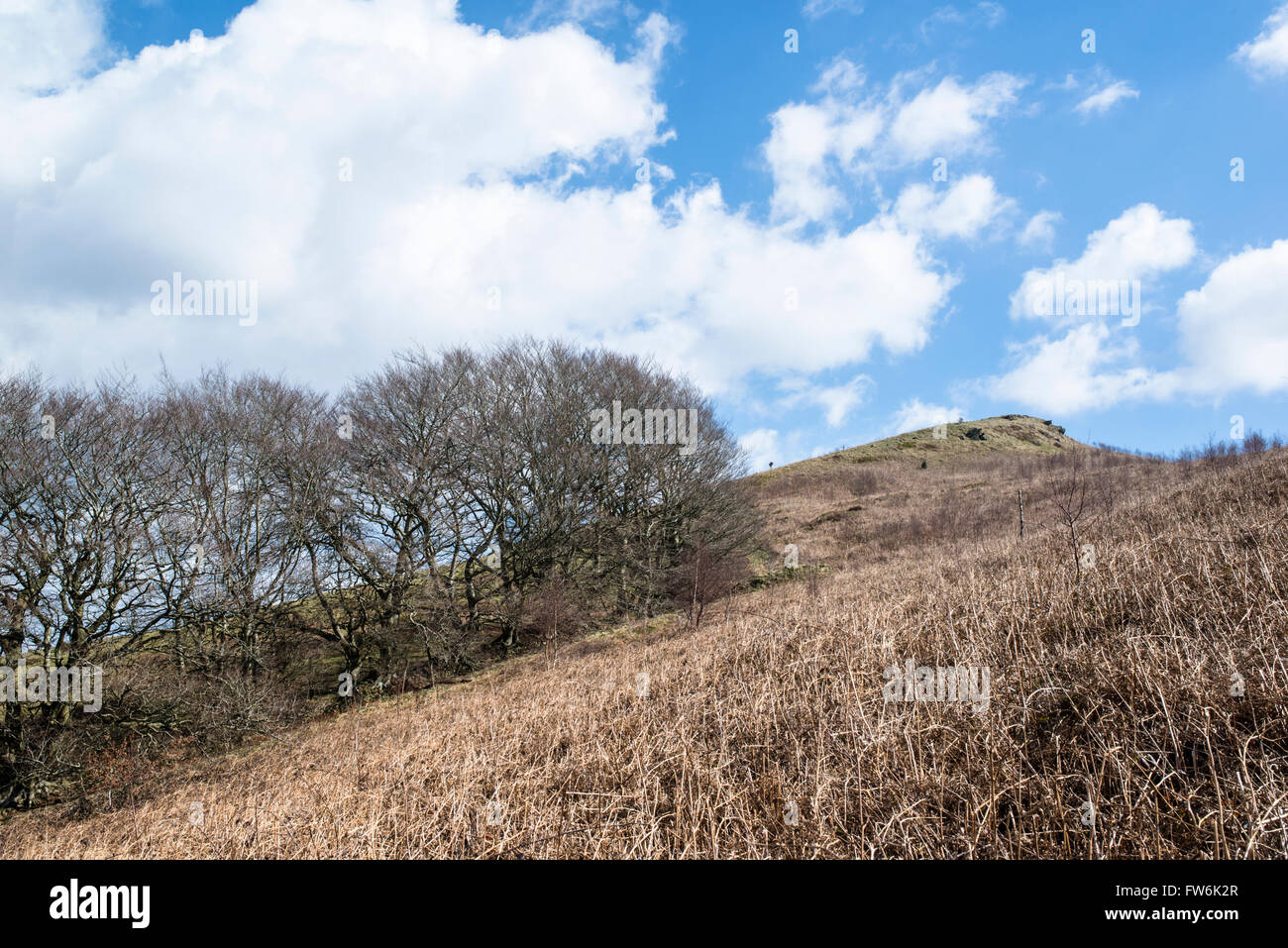 Woodland on a steep hill and the top of a mountain Stock Photo - Alamy