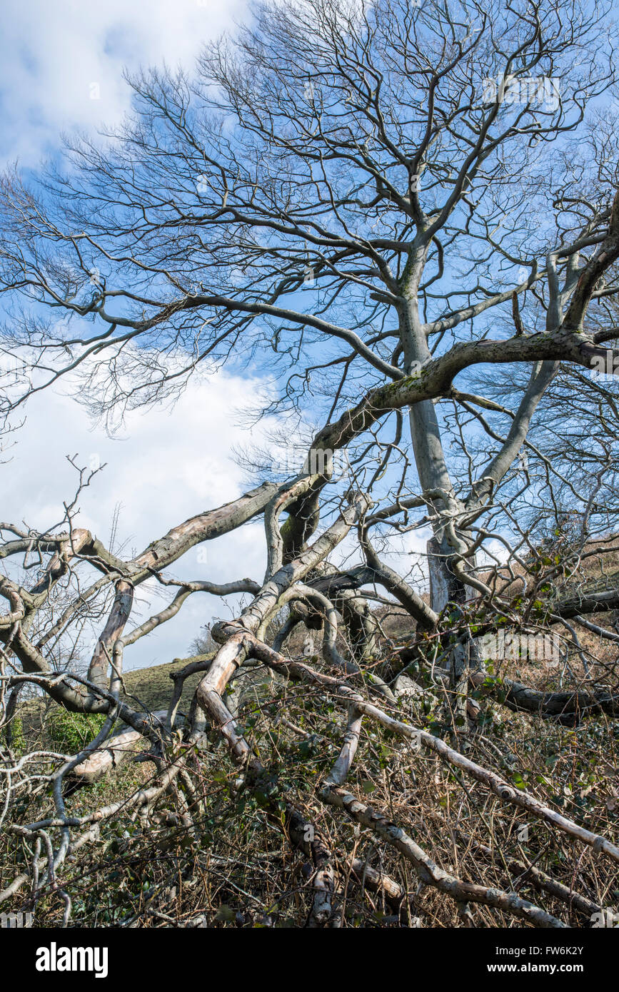 Storm damaged tree on the side of a mountain Stock Photo - Alamy