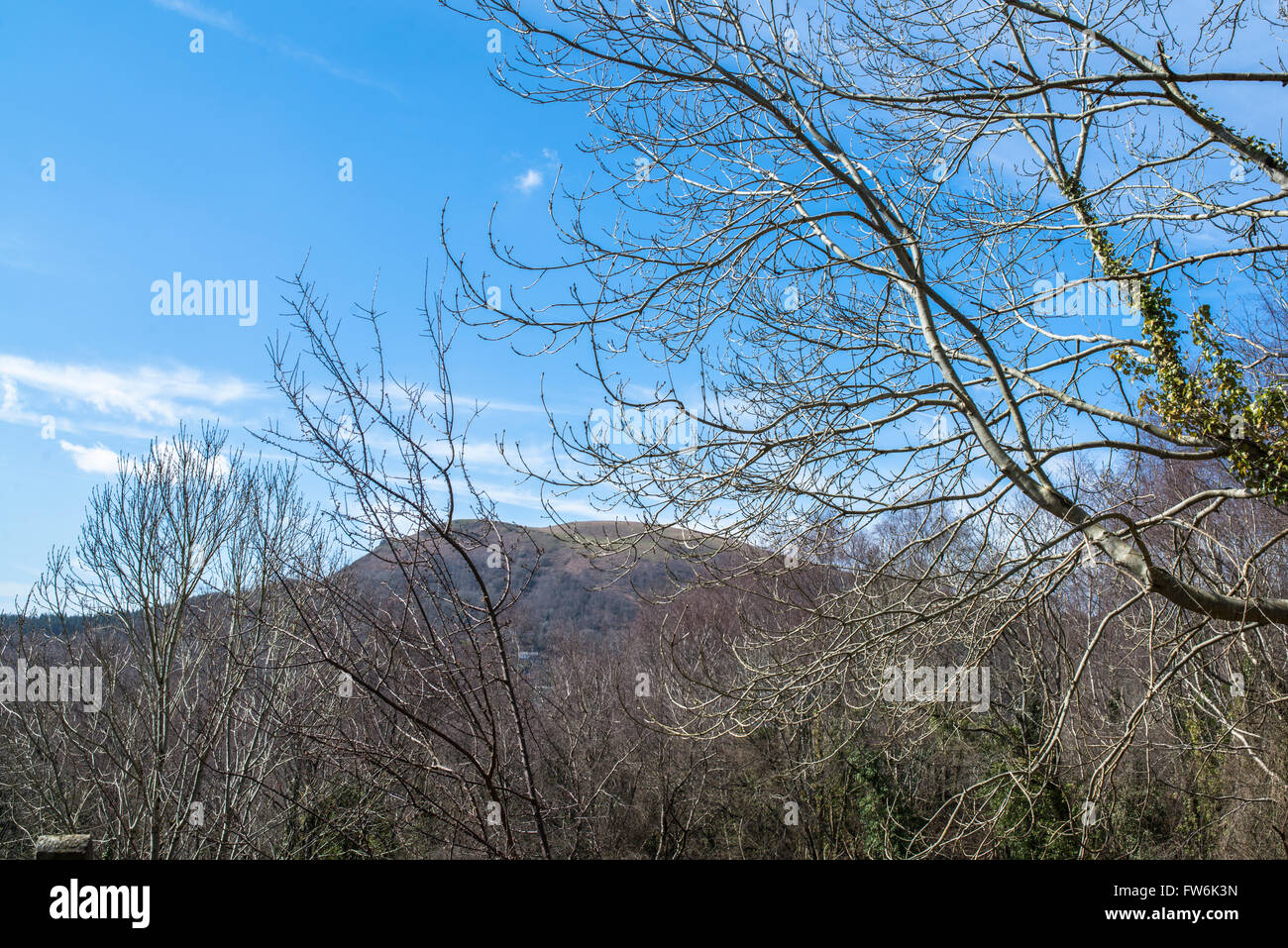 Trees view hi-res stock photography and images - Alamy
