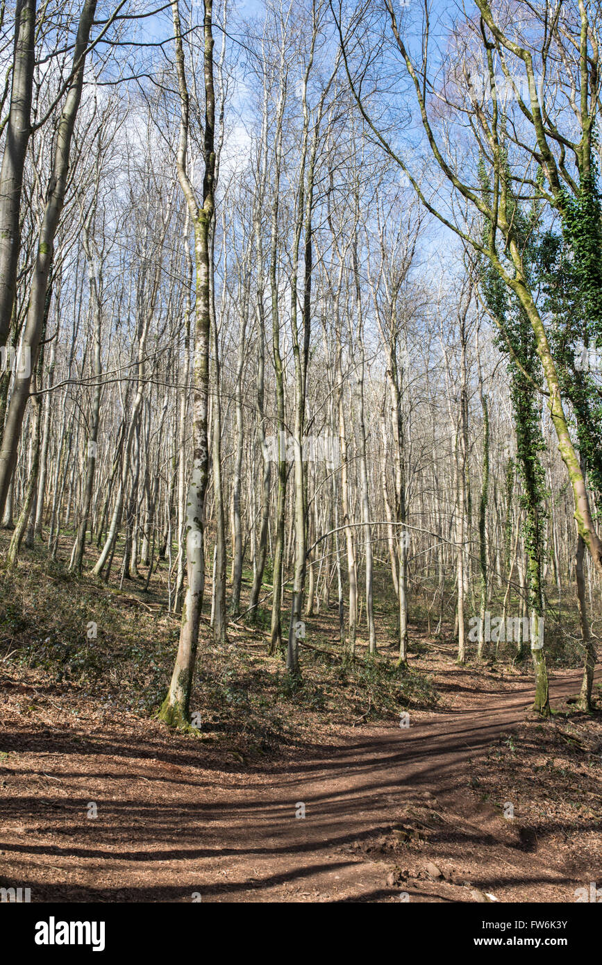 A sunlit forest path in a densely populated wood casting shadows Stock ...