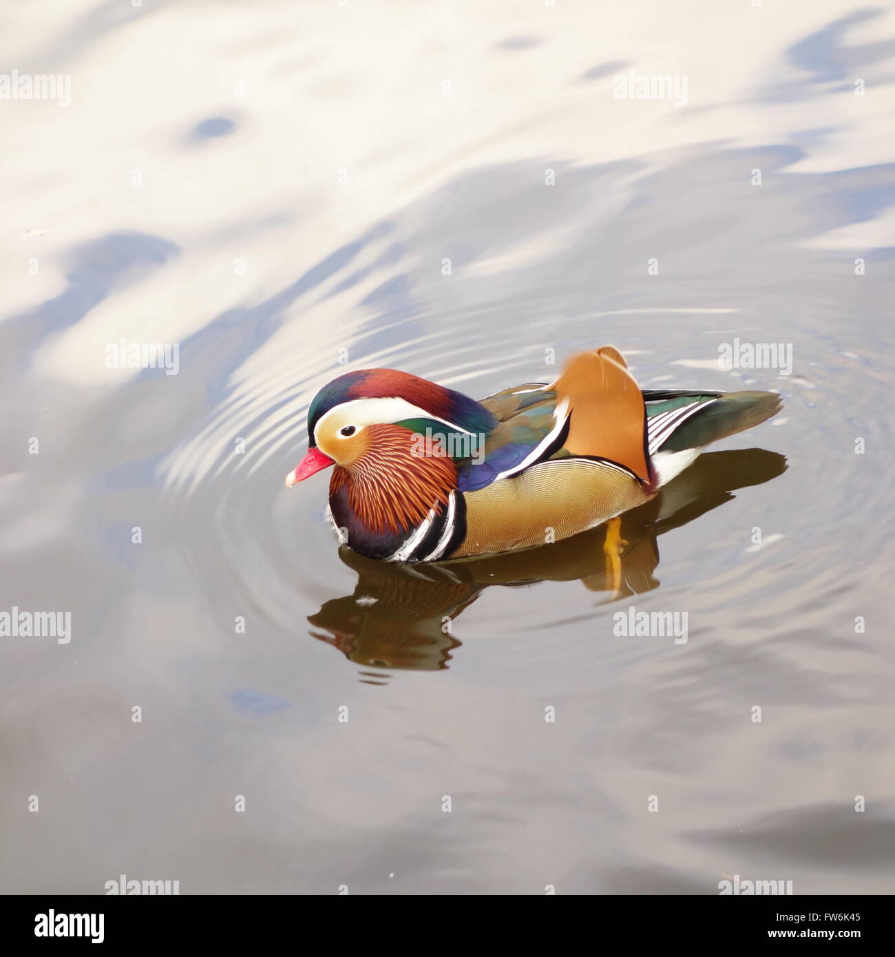 Male Mandarin Duck Stock Photo - Alamy
