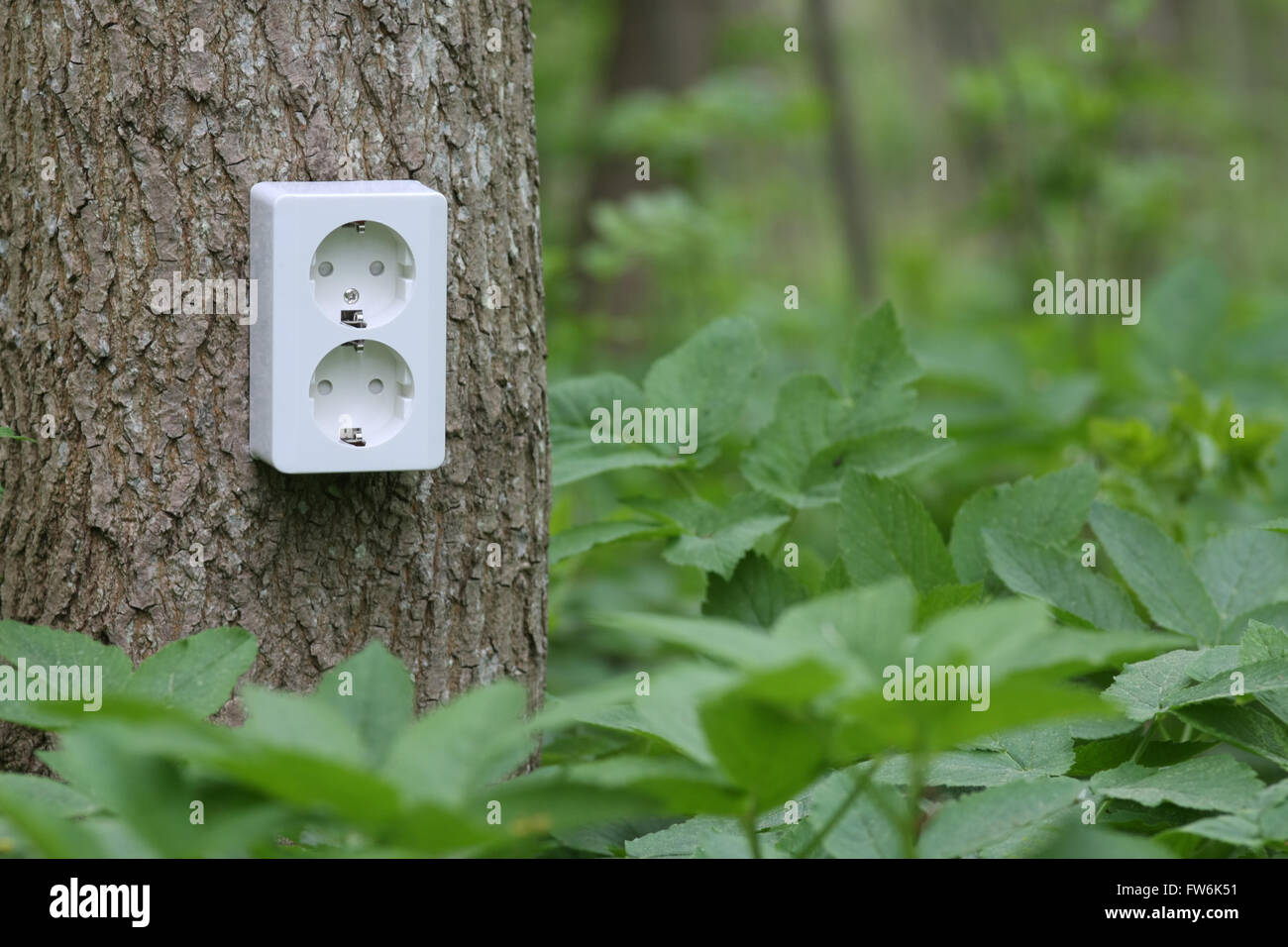 Power socket on tree trunk in the green forest. Symbol for green ...