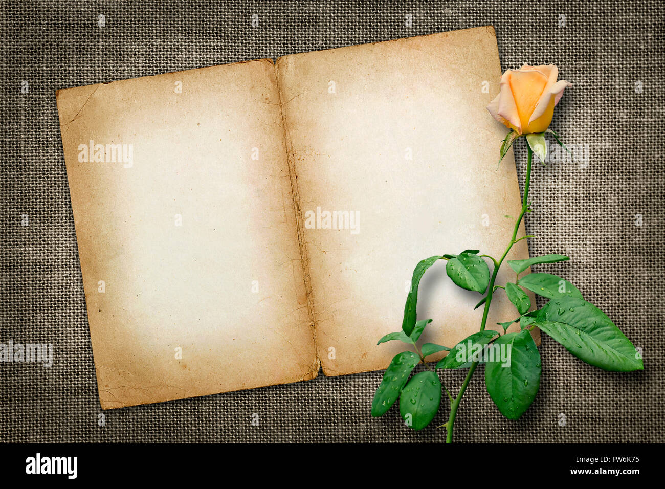 Card for invitation or congratulation with yellow rose in vintage style ...