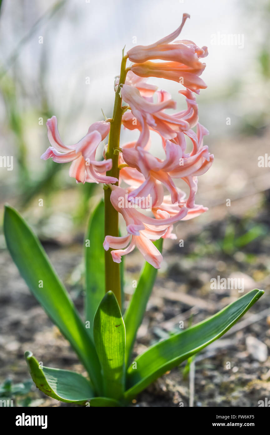 peach striped hyacinth Stock Photo - Alamy