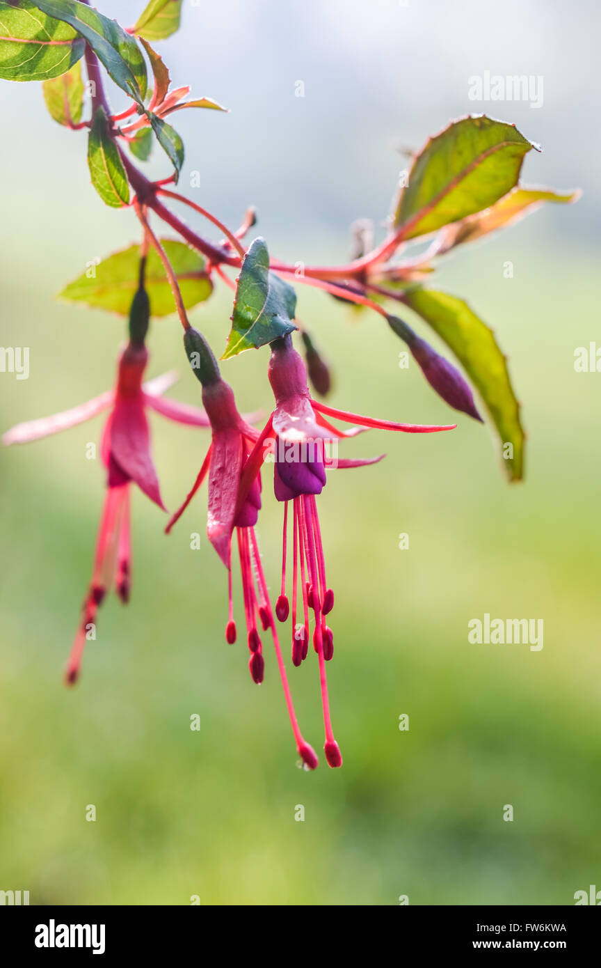 Color fuschia hi-res stock photography and images - Alamy