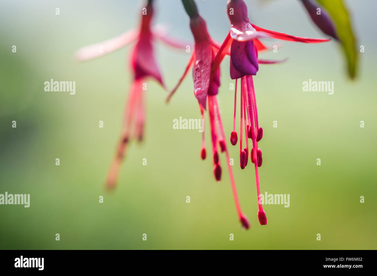 Color fuschia hi-res stock photography and images - Alamy