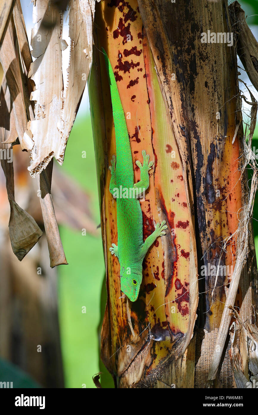 Seychelles giant gecko hi-res stock photography and images - Alamy