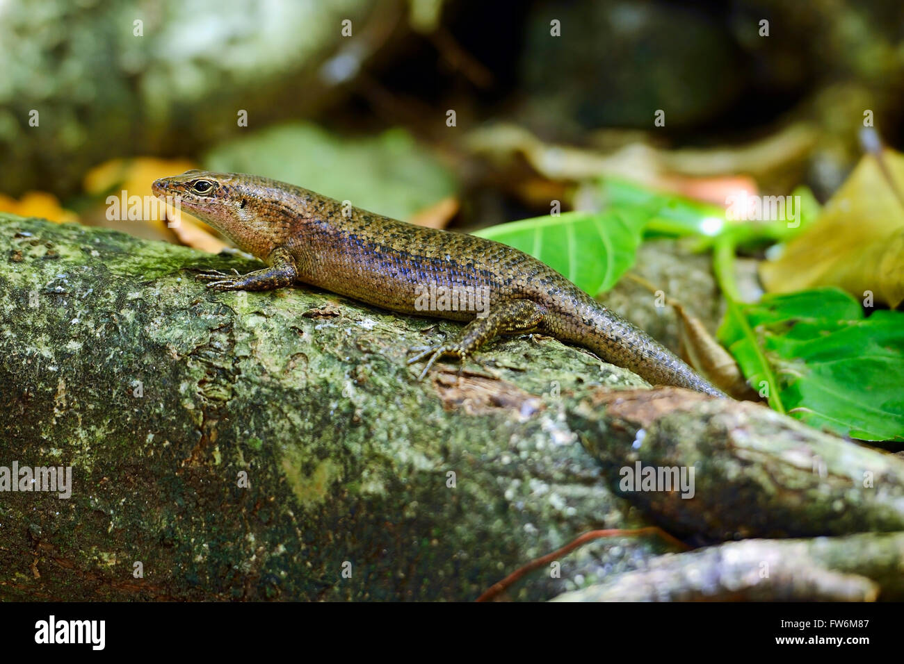 Seychellen skink hi-res stock photography and images - Alamy