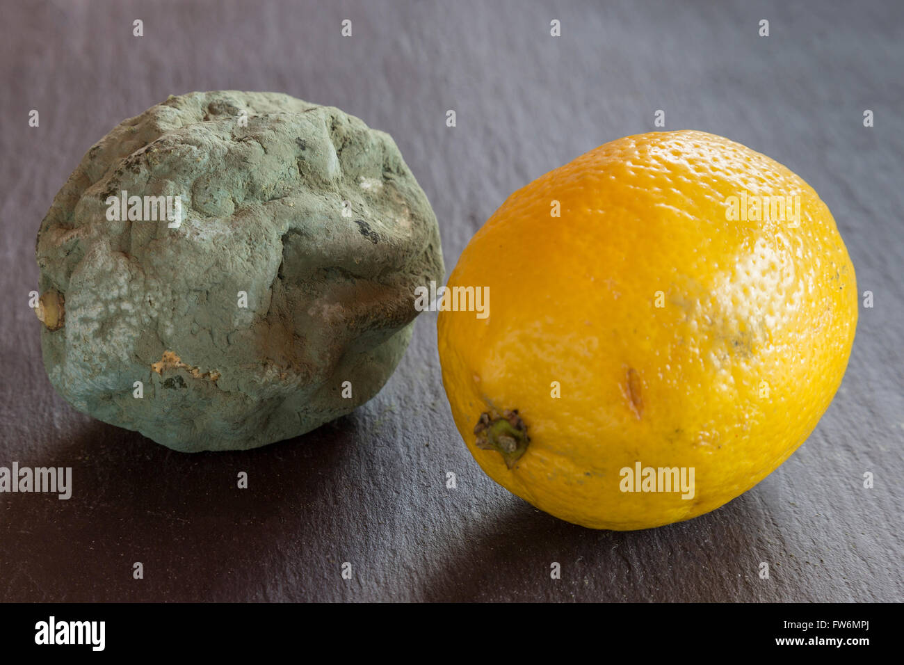 Mold moldy mold hi-res stock photography and images - Alamy