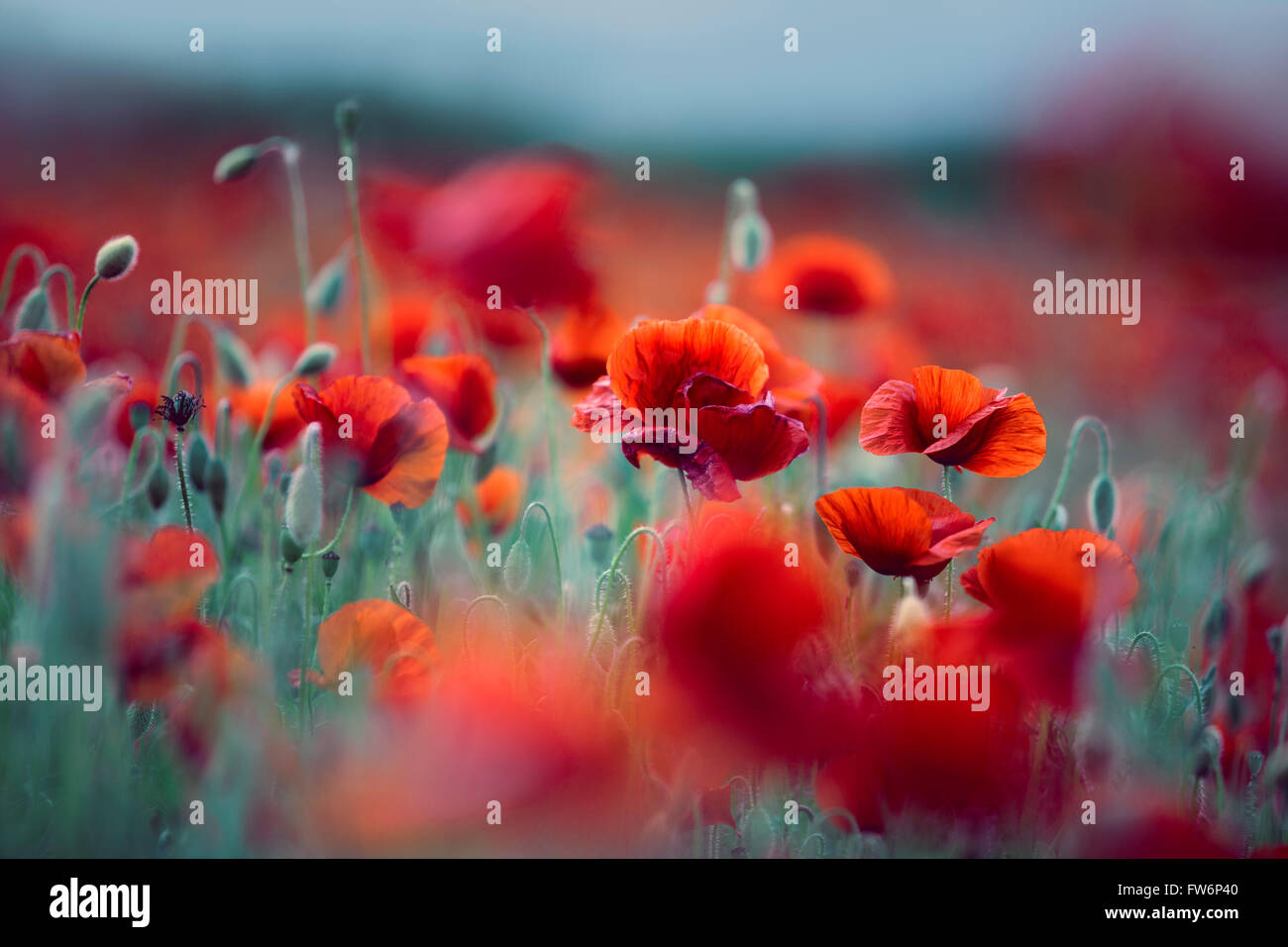 Red poppy Flowers in June in Rhineland-Palatinate, Germany Stock Photo ...