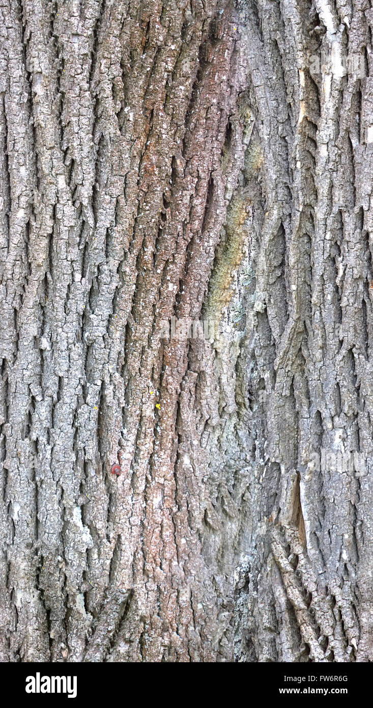 HD seamless tree bark trunk pattern Stock Photo - Alamy