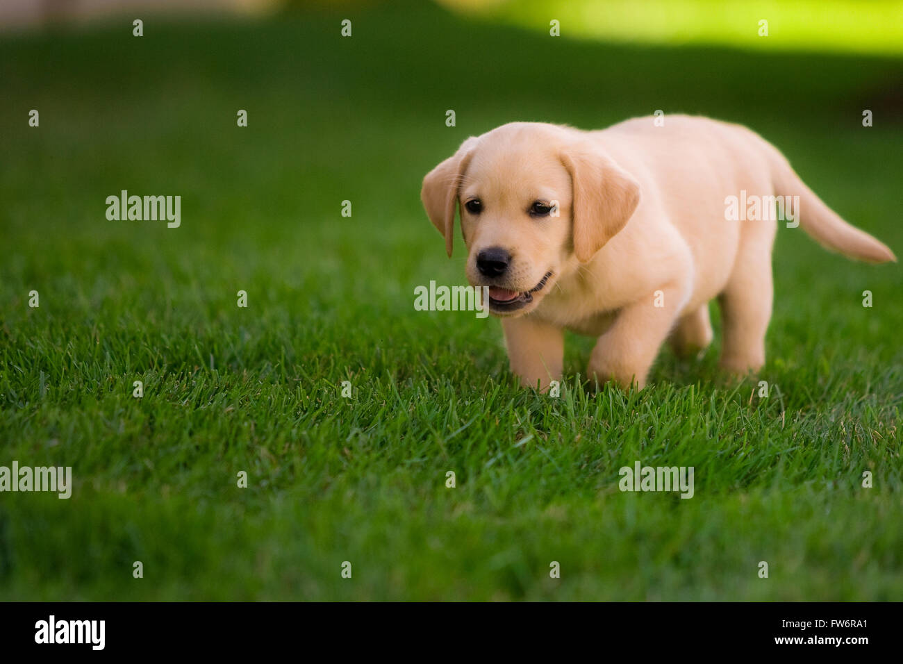 A young golden labrador retriever puppy plays in his new backyard with ...