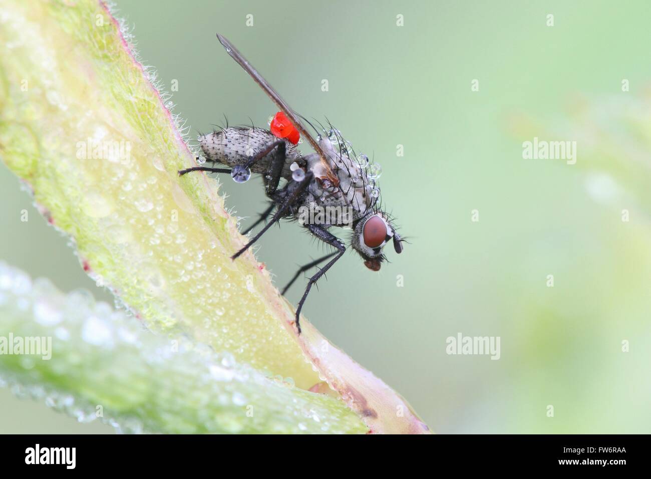 Fly and red parasite Stock Photo - Alamy