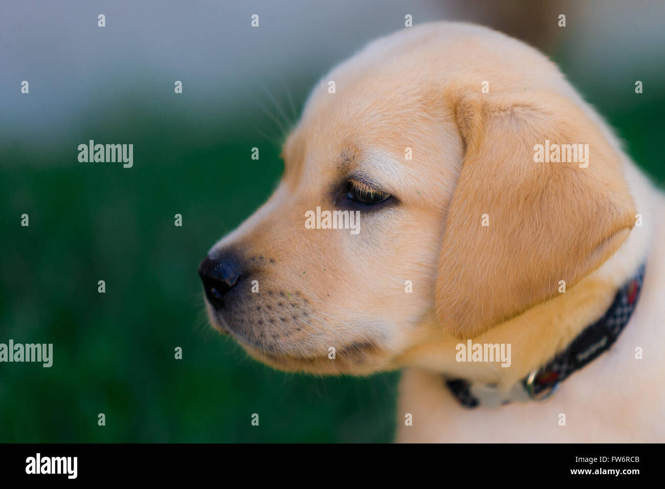 A young golden labrador retriever puppy plays in his new backyard with ...