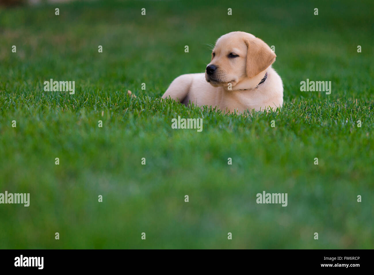 A young golden labrador retriever puppy plays in his new backyard with ...
