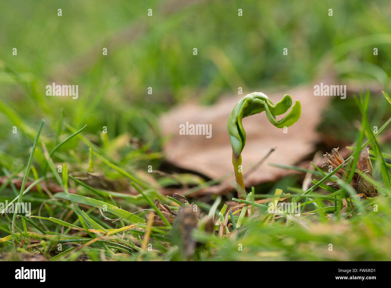 New leaves shooting up from a single maple tree sapling seed uncurling ...