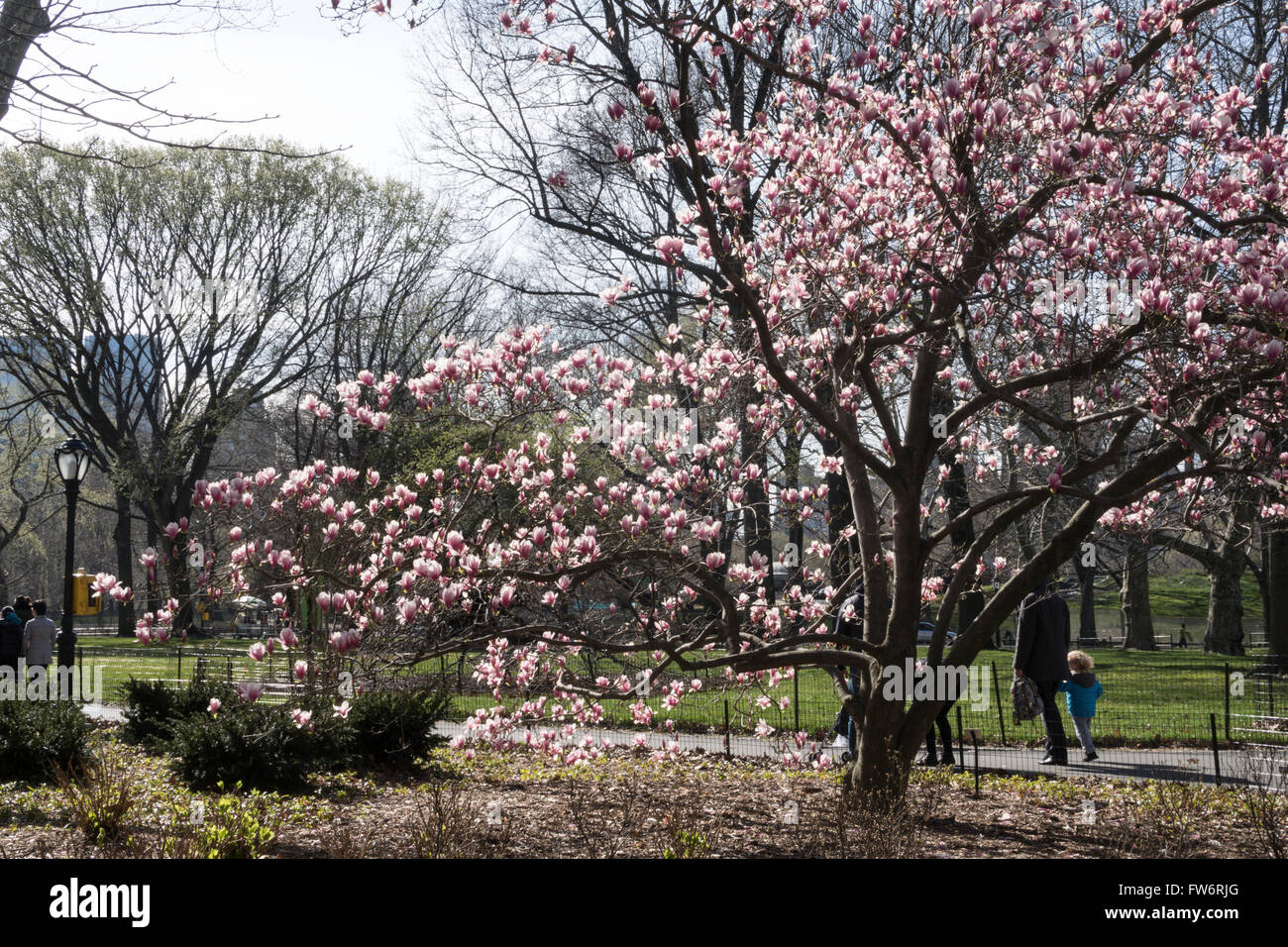 Springtime Trees with Blossoms in Central Park, NYC Stock Photo - Alamy