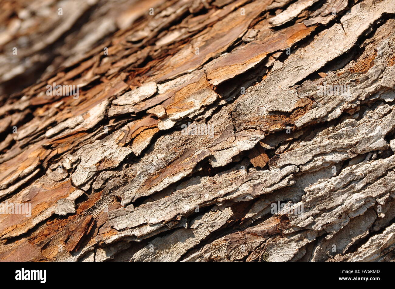 Surface of an old tree Stock Photo - Alamy