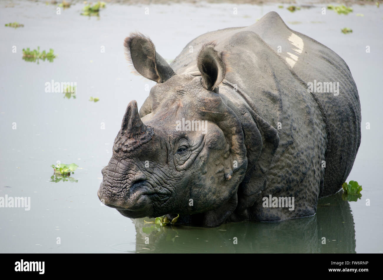 One Horned Rhinoceros at Chitwan Nation Park in Nepal Stock Photo - Alamy