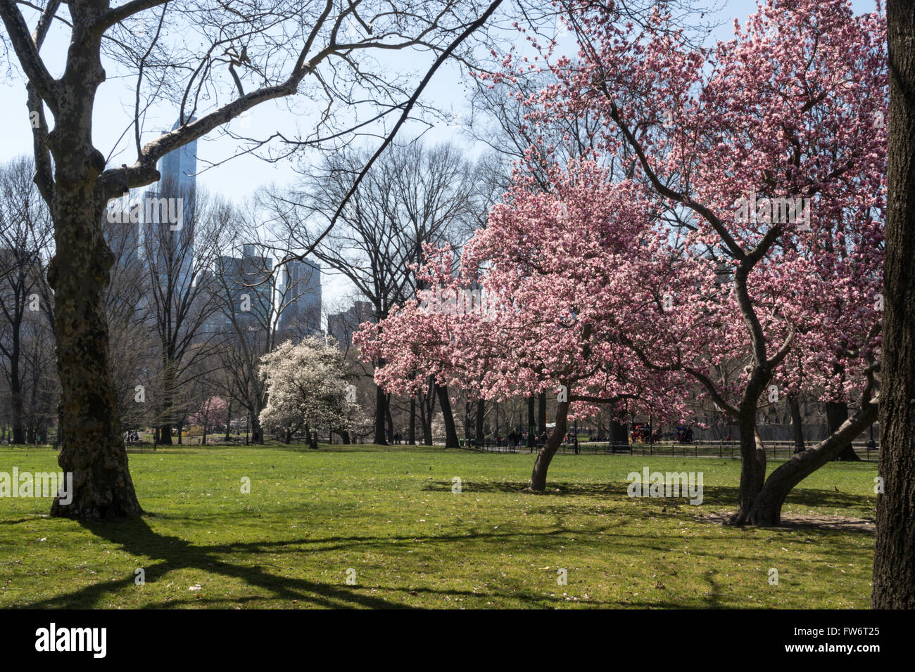 Springtime Trees with Blossoms in Central Park, NYC Stock Photo - Alamy