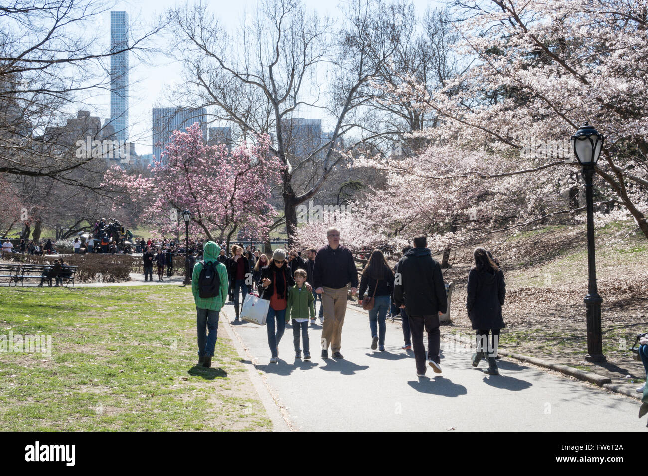 Springtime Trees with Blossoms in Central Park, NYC Stock Photo - Alamy