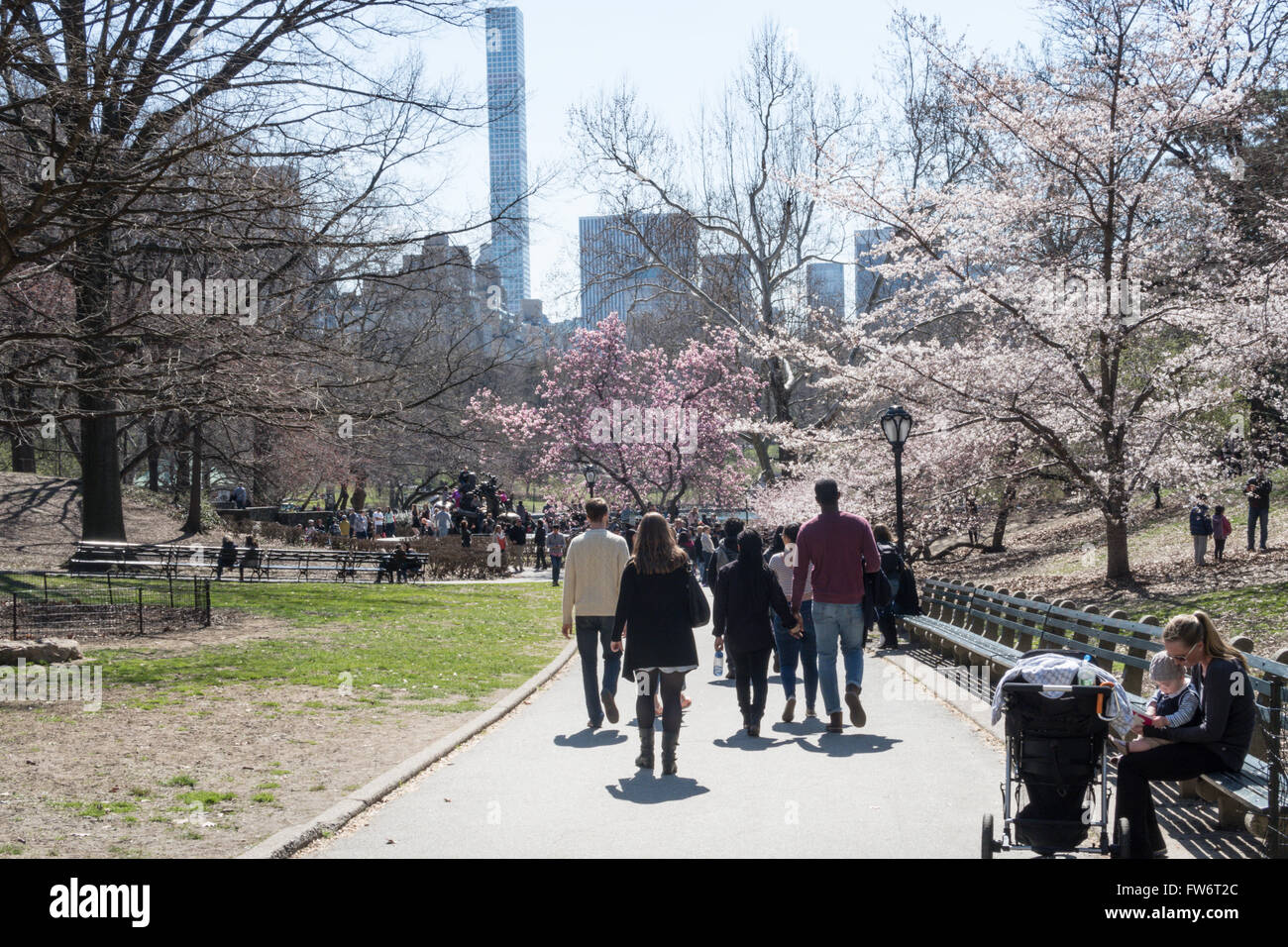 Springtime Trees with Blossoms in Central Park, NYC Stock Photo - Alamy