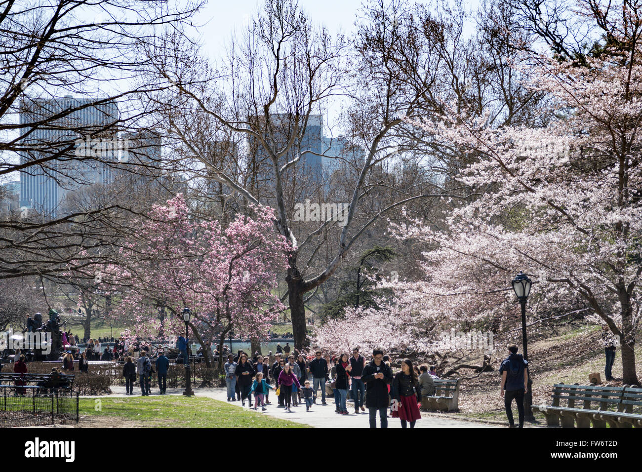 Springtime Trees with Blossoms in Central Park, NYC Stock Photo - Alamy