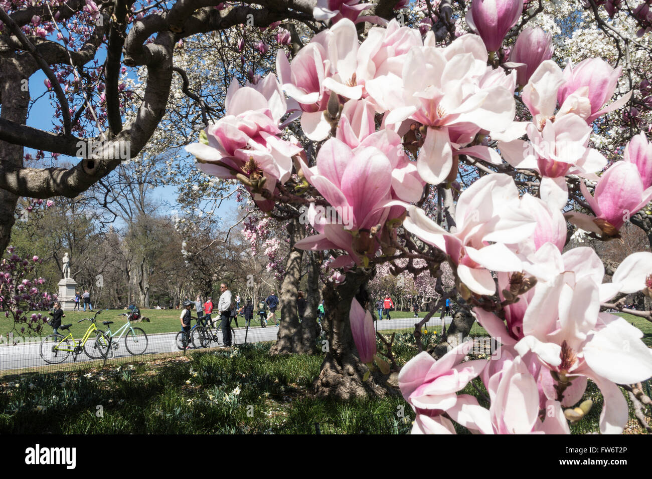 Springtime Trees with Blossoms in Central Park, NYC Stock Photo - Alamy