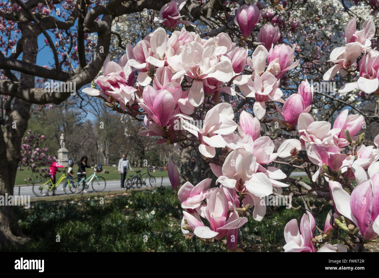 Springtime Trees with Blossoms in Central Park, NYC Stock Photo - Alamy