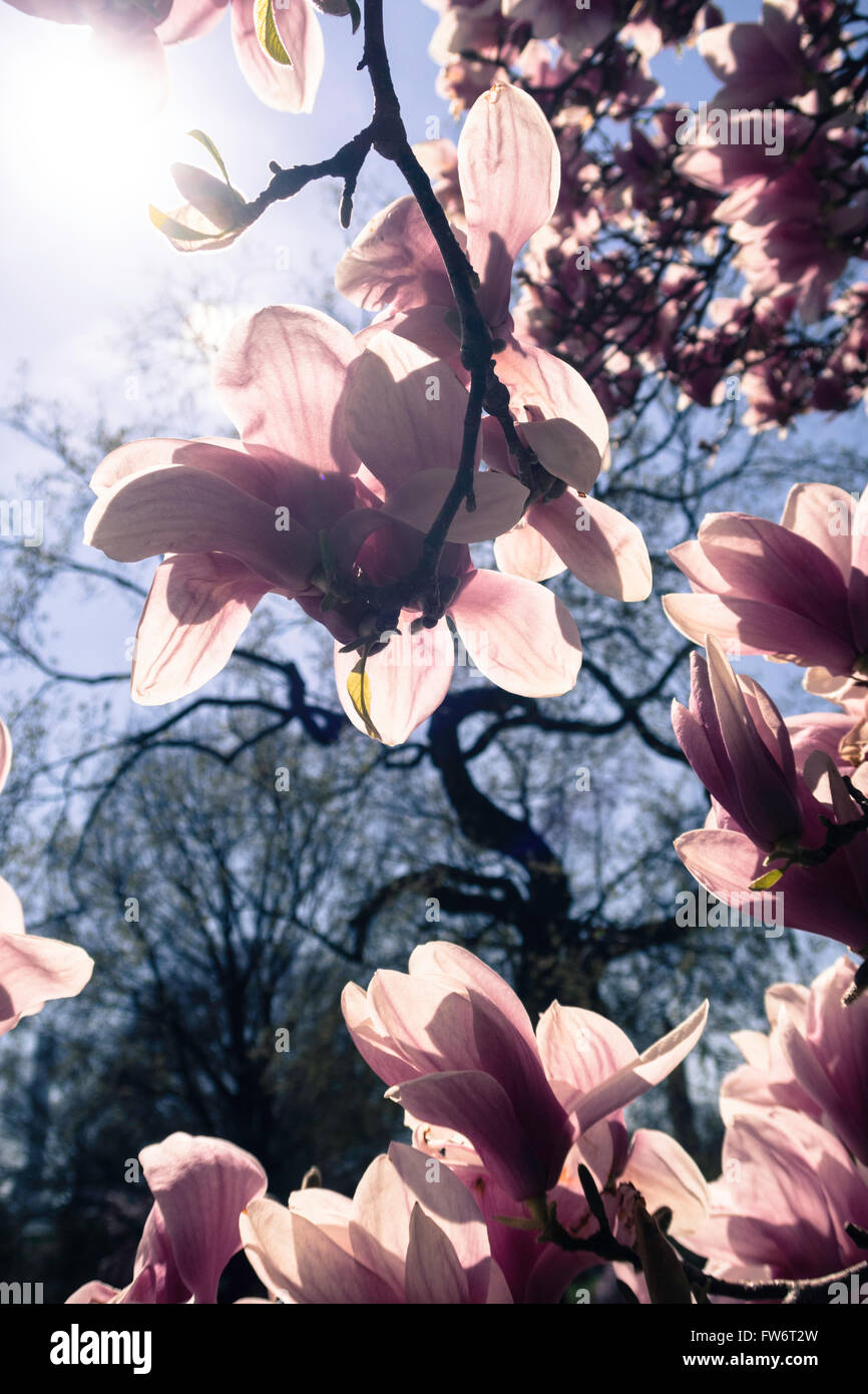 Springtime Trees with Blossoms in Central Park, NYC Stock Photo - Alamy