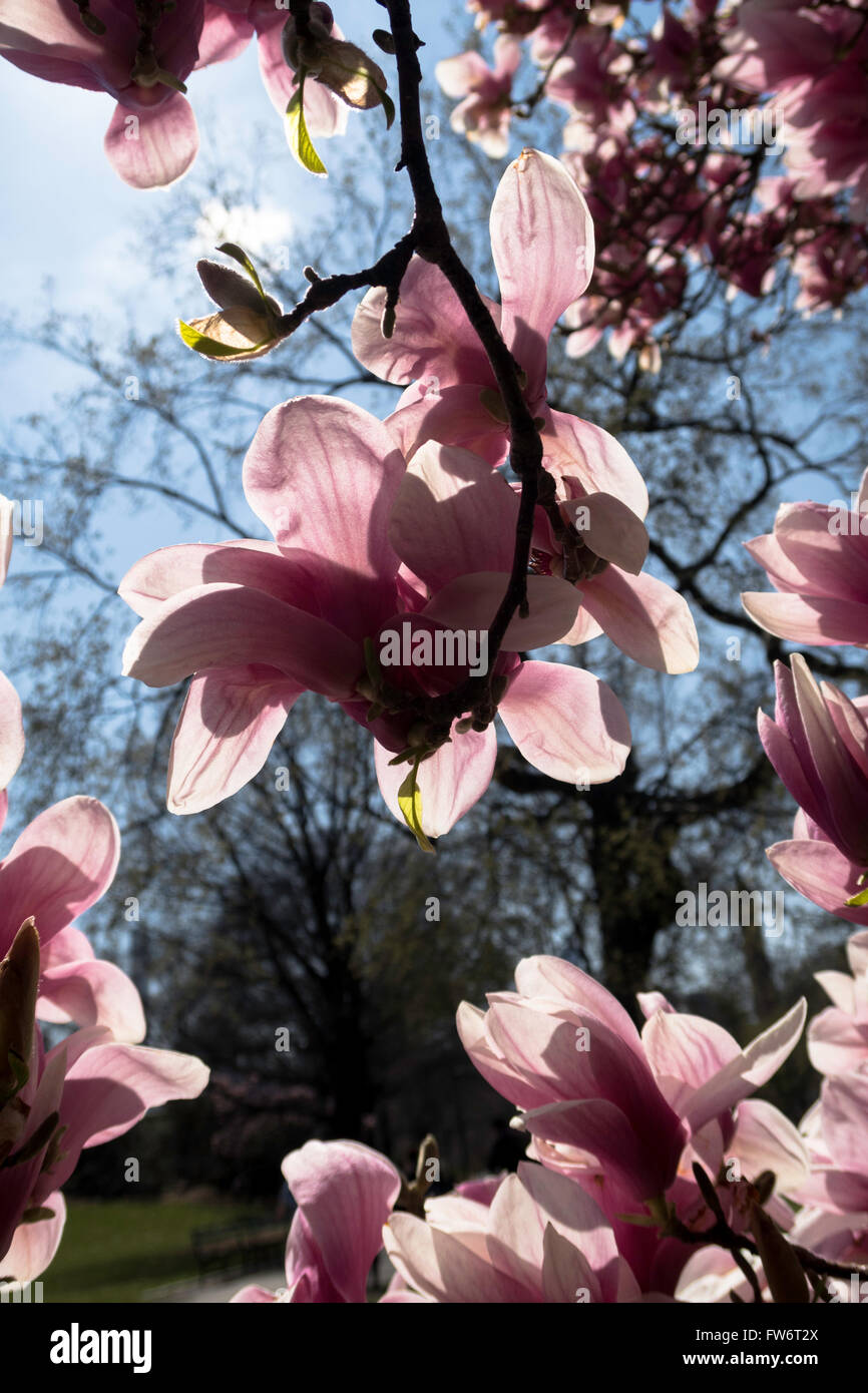 Springtime Trees with Blossoms in Central Park, NYC Stock Photo - Alamy