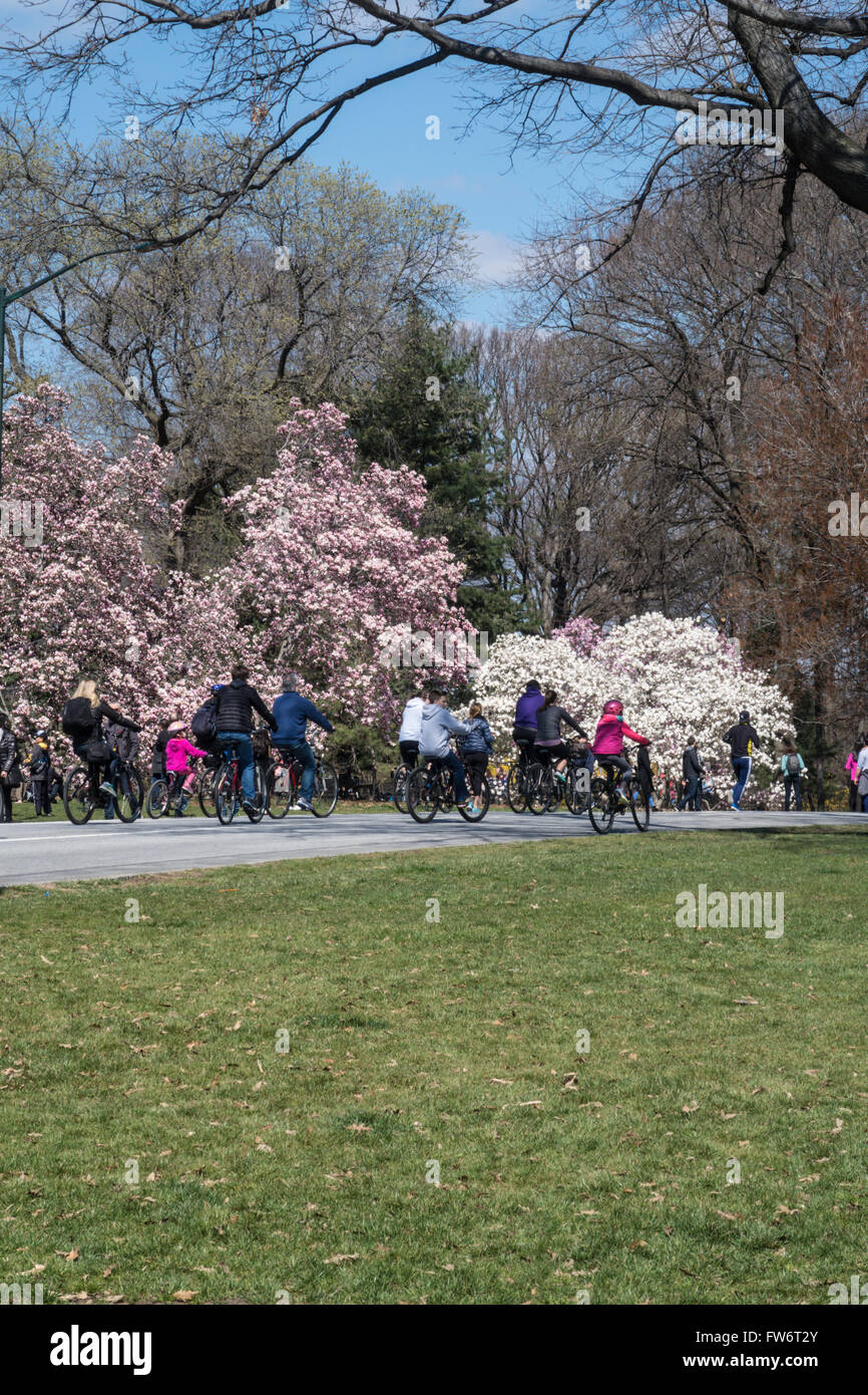 Springtime Trees with Blossoms in Central Park, NYC Stock Photo - Alamy