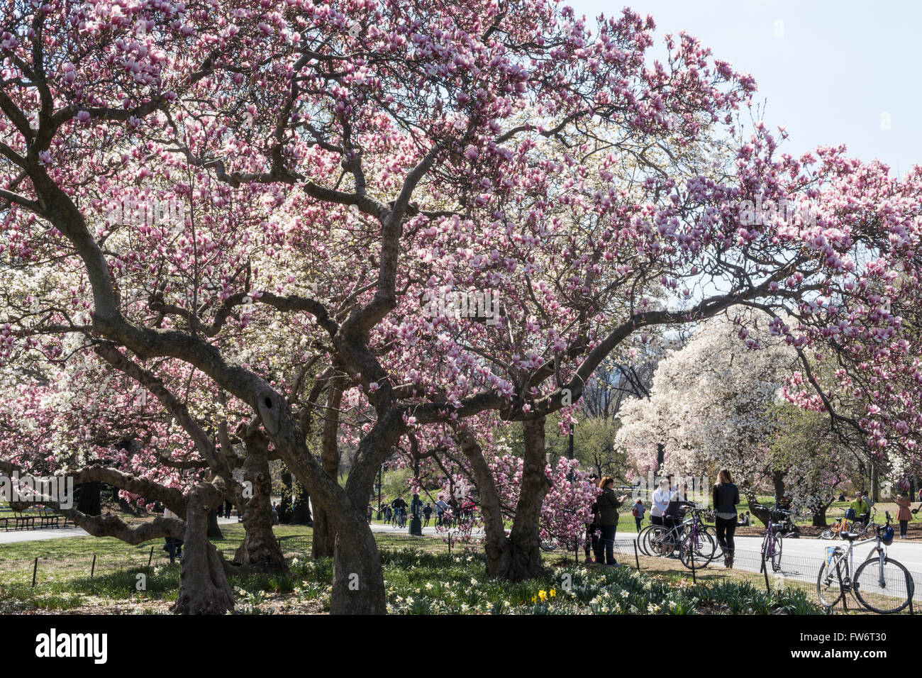Springtime Trees with Blossoms in Central Park, NYC Stock Photo - Alamy